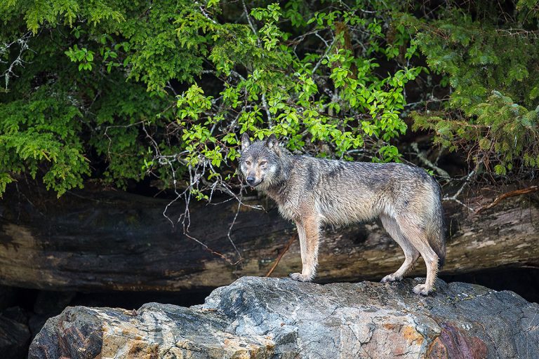 Looking out for sea wolves - BC Marine Trails