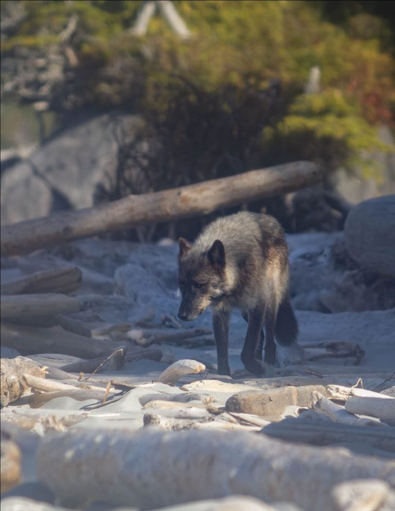 Looking out for sea wolves - BC Marine Trails