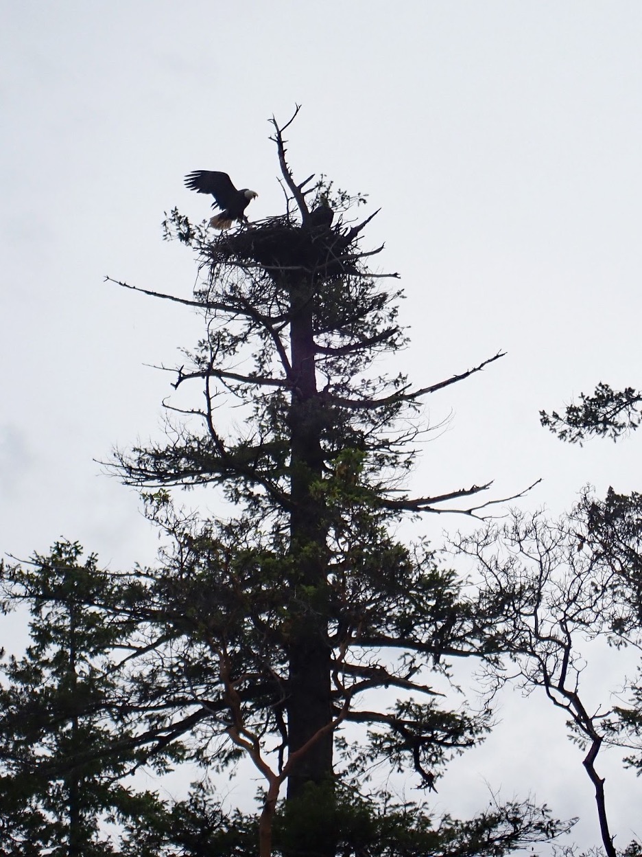 Amazing Aquarium: The Intertidal Zone at Discovery Islands - BC Marine ...