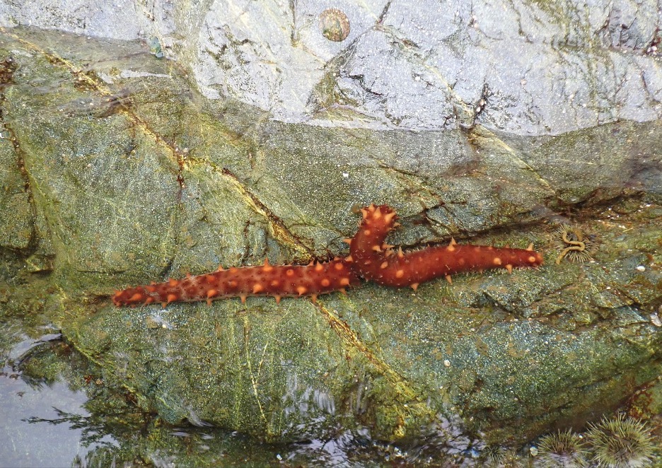 Amazing Aquarium: The Intertidal Zone at Discovery Islands - BC Marine ...